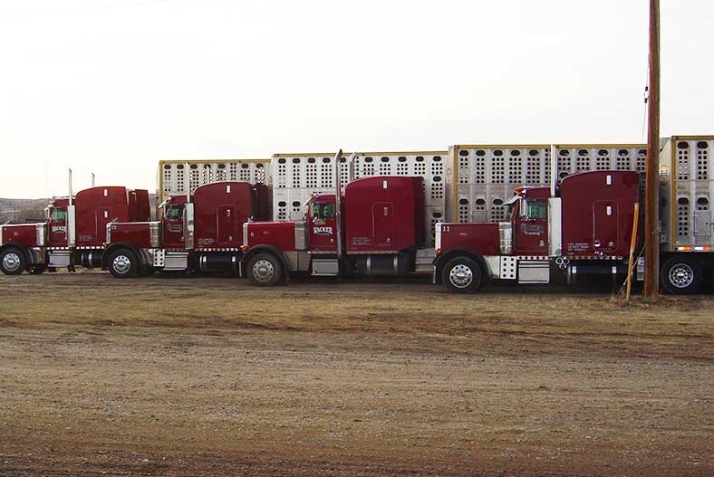 Mike Wacker Trucking LLC | Miles City Montana | Livestock Hauling ...