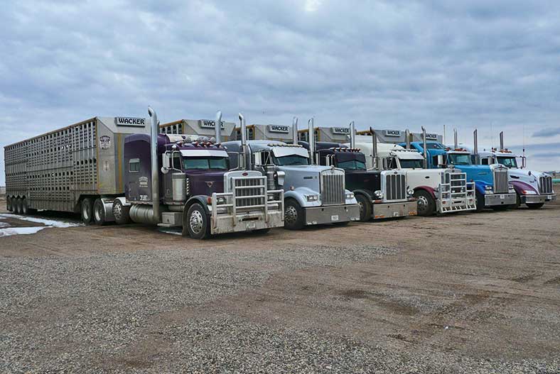 Mike Wacker Trucking LLC | Miles City Montana | Livestock Hauling ...